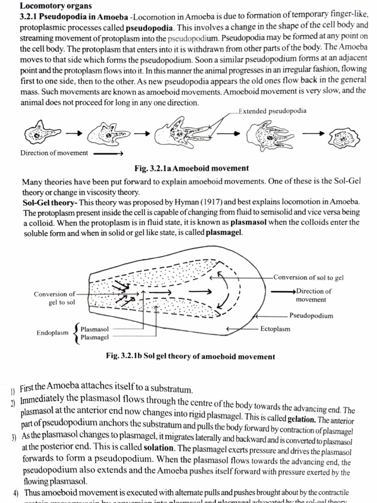 Locomotion - Amoeba and Star Fish | PDF | Biology