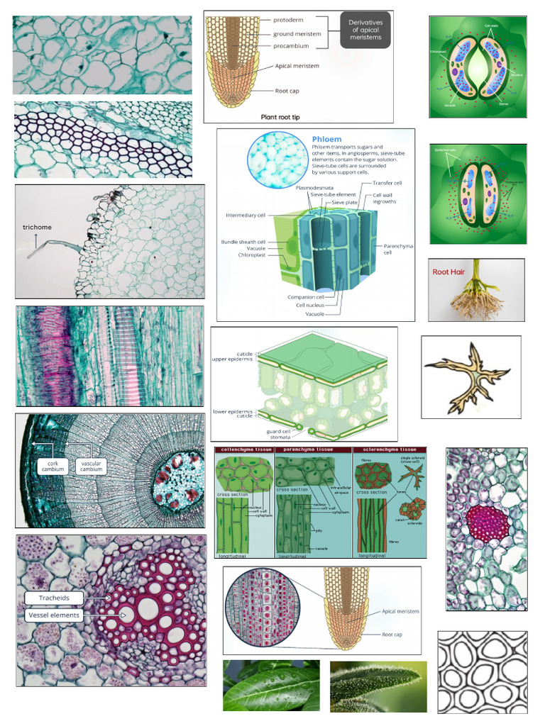 Black and White Simple Business School Graduate Corporate Resume ...