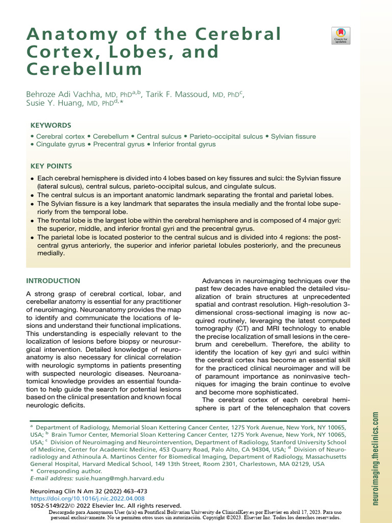 Anatomia Corteza Cerebral | PDF | Cerebellum | Frontal Lobe