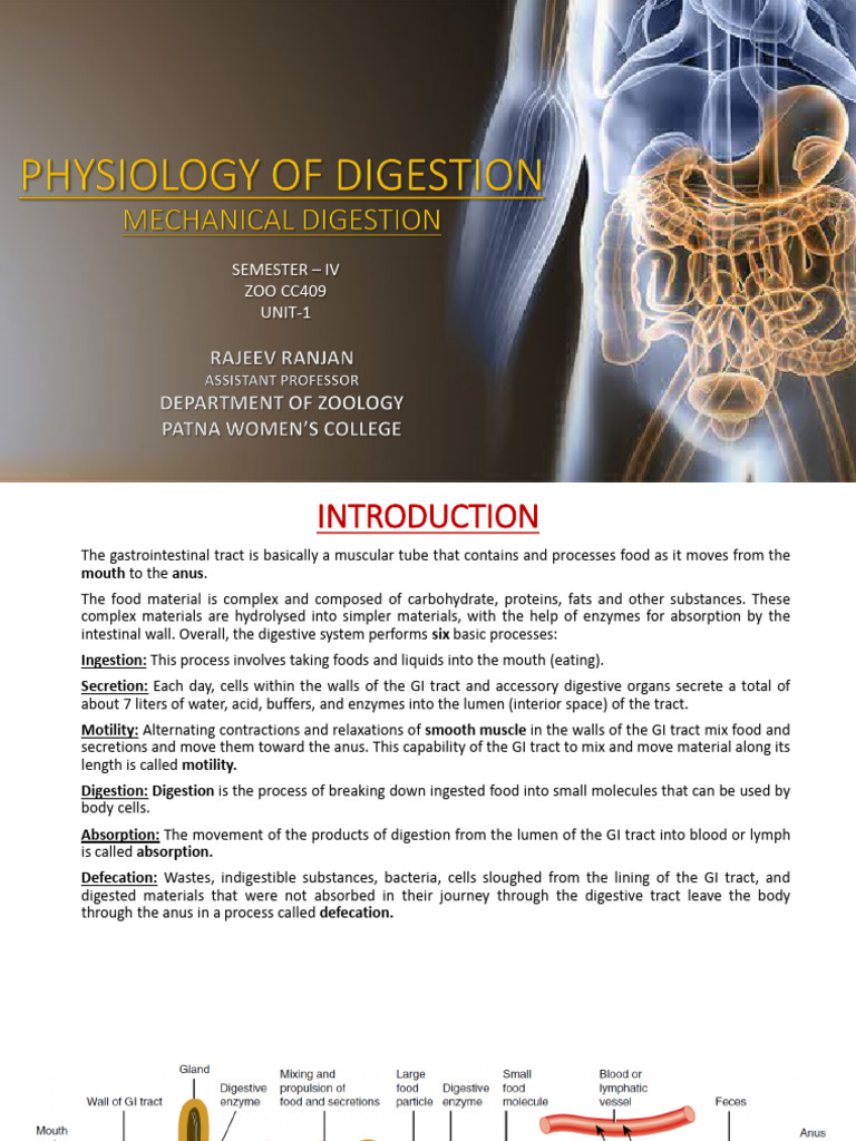 01 Physiology of Digestion - Mechanical Digestion | PDF | Digestion ...