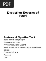 Bird Digestive System | PDF | Digestion | Gastrointestinal Tract