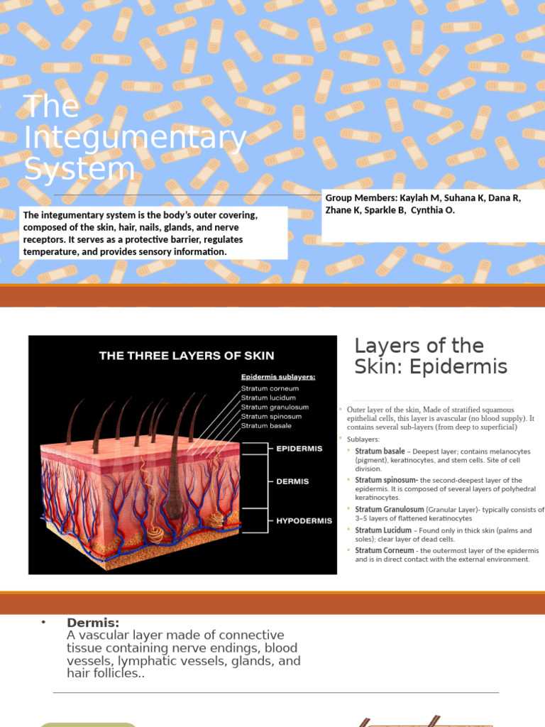 A&P Group Project-1 | PDF | Integumentary System | Skin