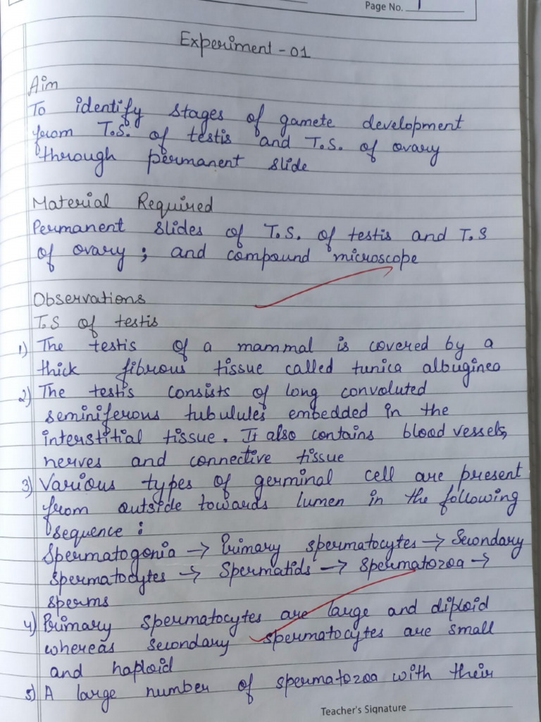 Practical File PDF, XII | PDF