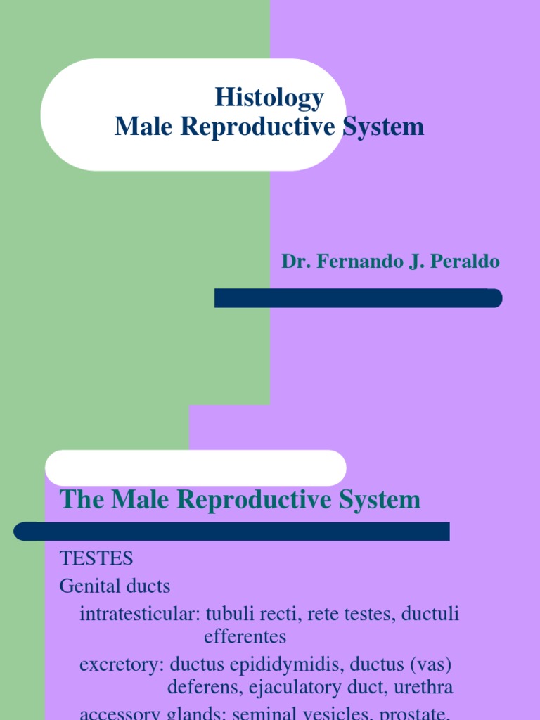 Male Reproductive System Histology | PDF | Epithelium | Testicle