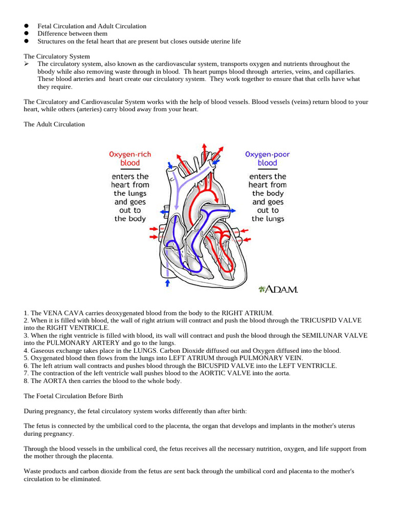 Fetal vs. Adult Circulatory Systems | PDF | Circulatory System | Fetus
