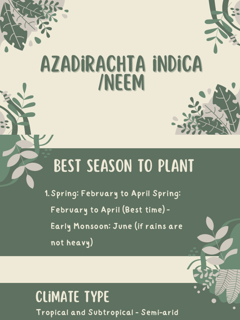 Medicinal Uses of Neem Overview | PDF