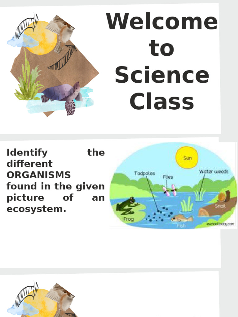 Energy Transfer in An Ecosystem Science Presentation in White Light ...