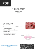 Estructura del Citoesqueleto: Espectrina y Actina | PDF | Actina ...
