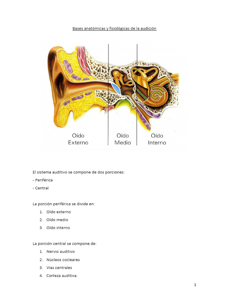 Anatomía, fisiología y trastornos de la audición.docx | PDF ...