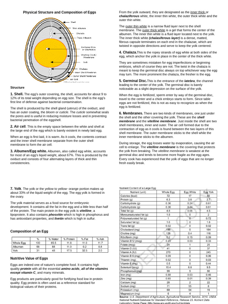 Physical Structure and Composition of Eggs | PDF | Yolk | Egg