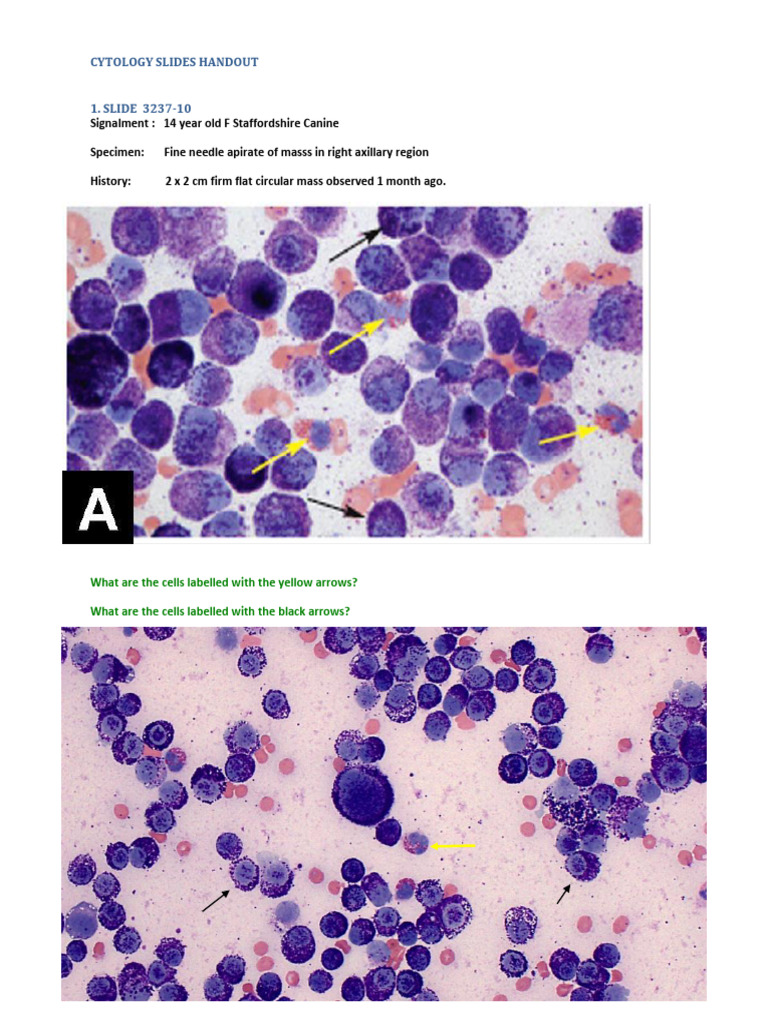 Cytology Slides Overview for Canines | PDF
