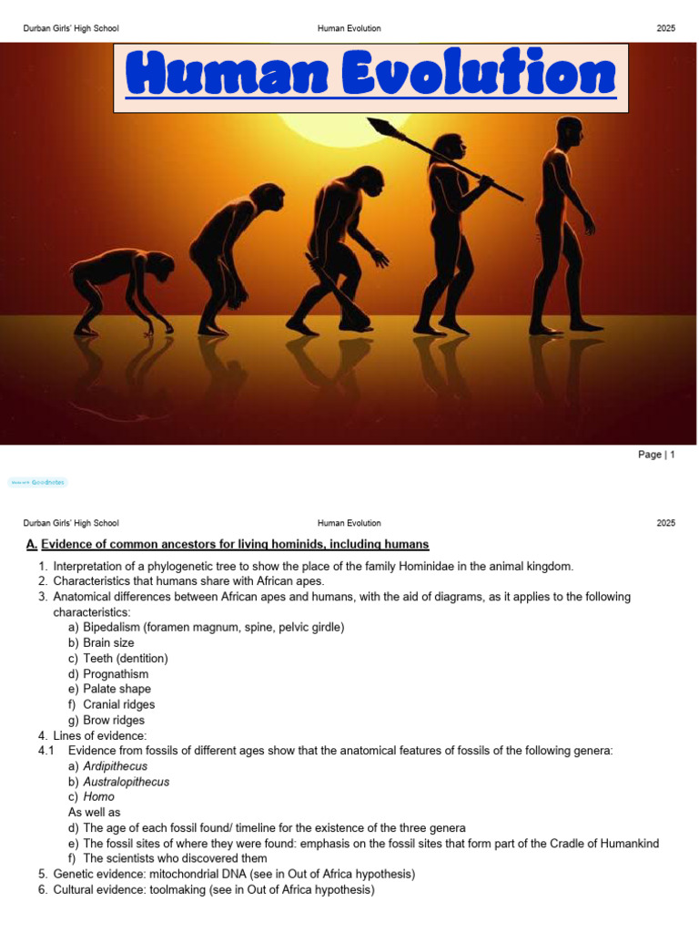 Human Evolution - 2025 Learner | PDF | Homo | Human Evolution
