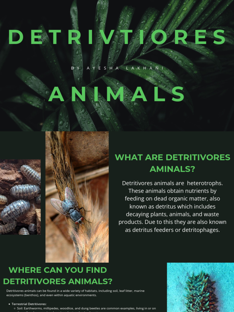 Understanding Detritivores in Ecosystems | PDF | Systems Ecology | Biology