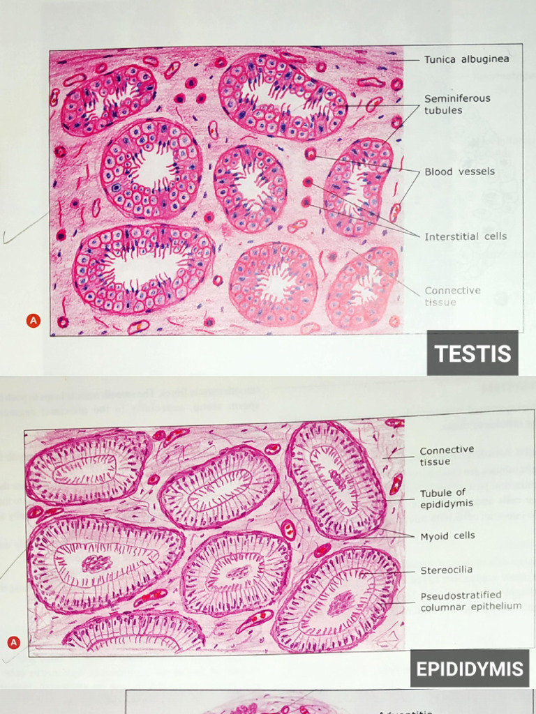 MRT, FRT, Eye - Histology | PDF