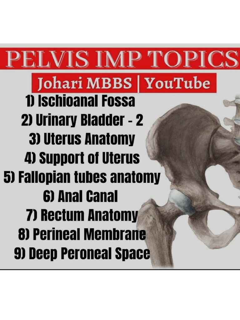 Pelvis Anatomy L Johari Mbbs | PDF