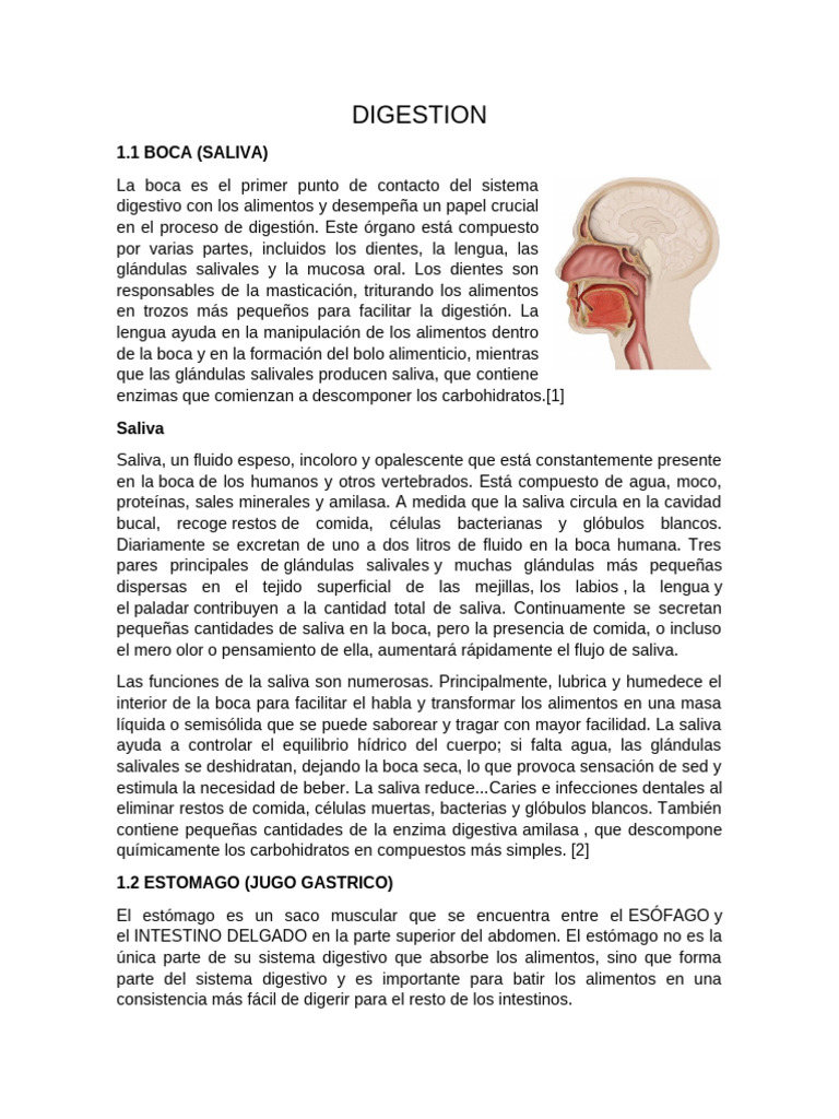 Digestion Bio Clinica | PDF | Digestión | Estómago