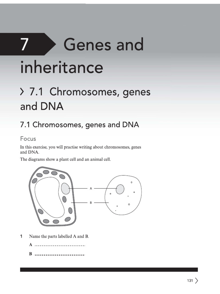Y9 Science Chapter 7 Genes and Inheritance WB | PDF