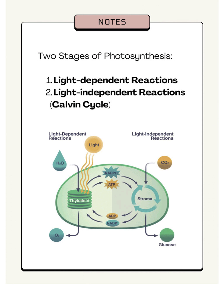 Photosynthesis | PDF