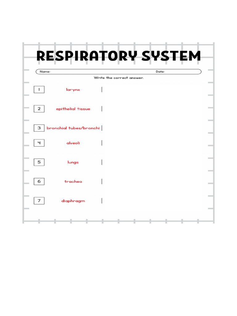 Respiratory System Worksheet ONE LINE ANSWER | PDF