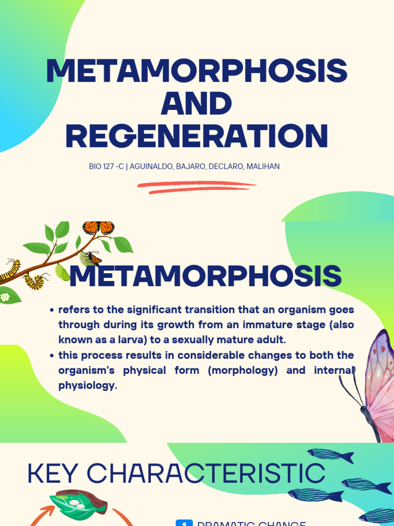 BIO 127 Metamorphosis and Regeneration | PDF | Insects | Regeneration ...