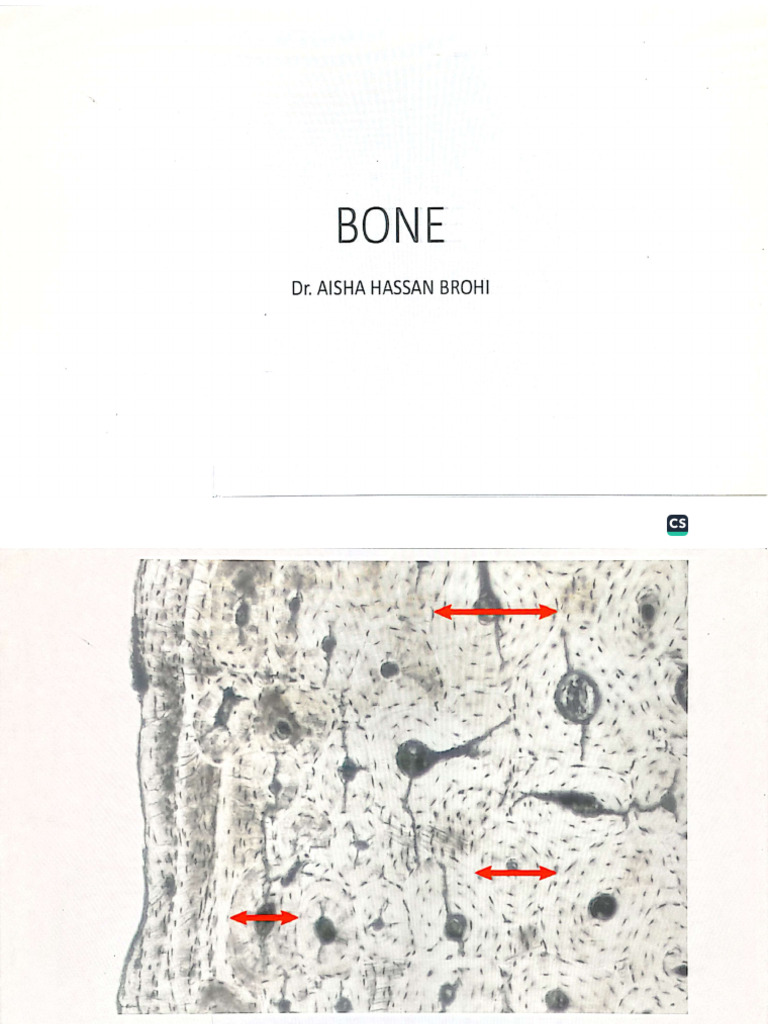 (HISTO LAB) Histology of Bone by DR Aisha Hassan | PDF