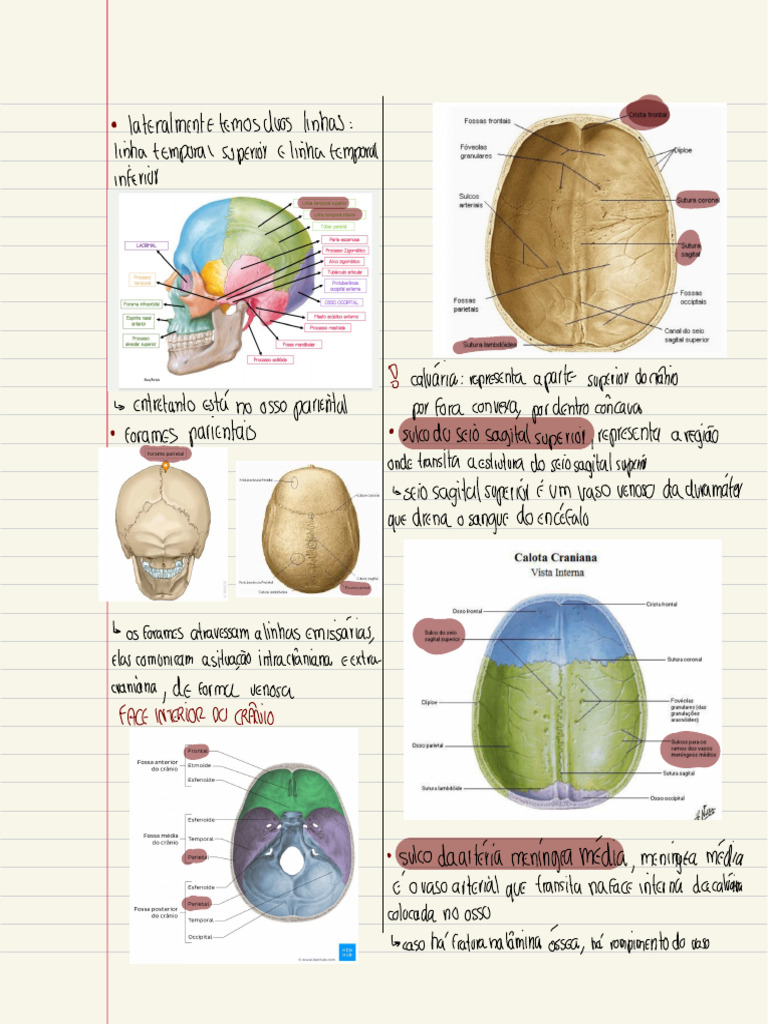 anatomia macro 3 | PDF