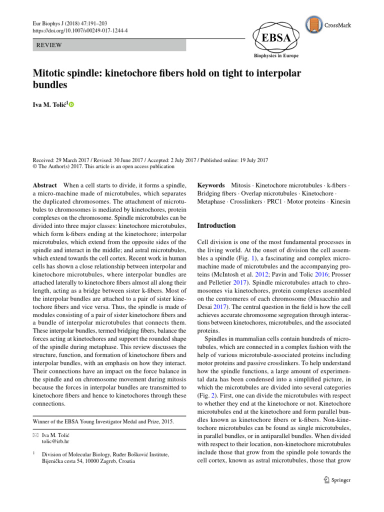 Mitotic Spindle - Kinetochore Fibers Hold On Tight To Interpolar ...