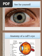 Cow Eye Dissection Lab Report | PDF | Eye | Human Eye