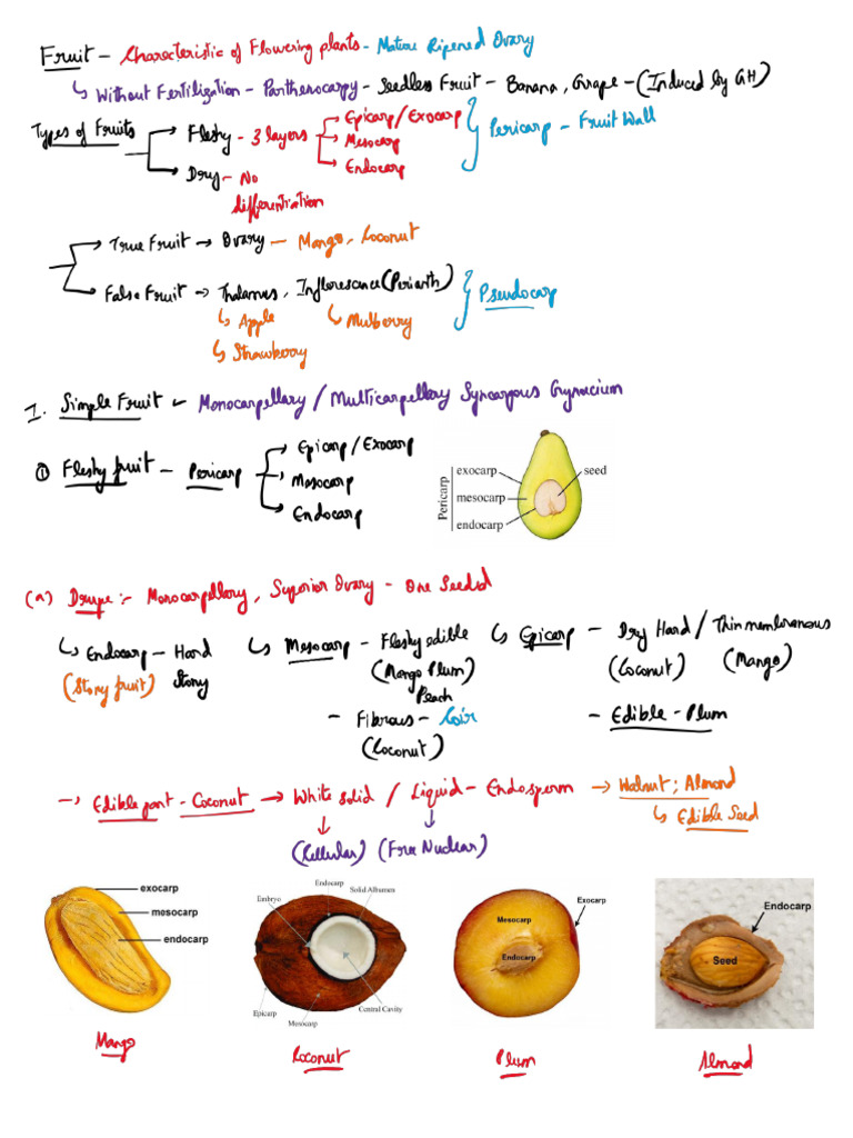 Fruit | PDF