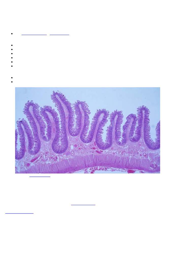Meet Your Interstitium, A Newfound 'Organ' - Scientific American - Spa ...