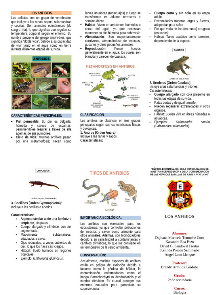 Características y Clasificación de Anfibios | PDF | Anfibio | Rana