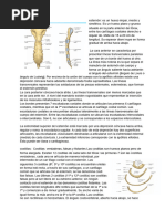 Anatomía de la Región Esternal | PDF | Sistema esquelético | Anatomía ...