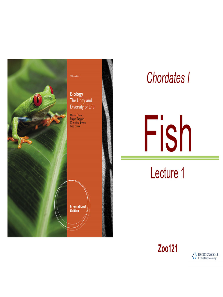 Introduction to Chordates: Fish Evolution | PDF | Vertebrates | Fish