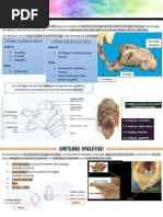 Anatomía de la Faringe y Laringe en Perros | PDF | Laringe ...
