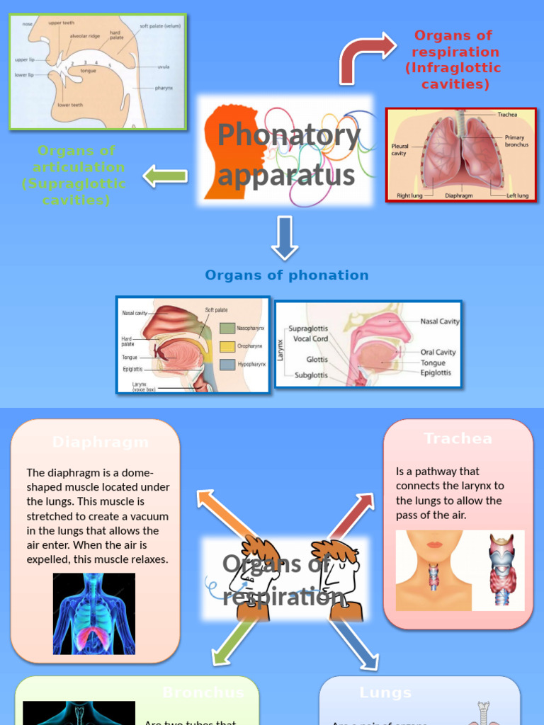 Phonatory Apparatus | PDF | Larynx | Human Voice