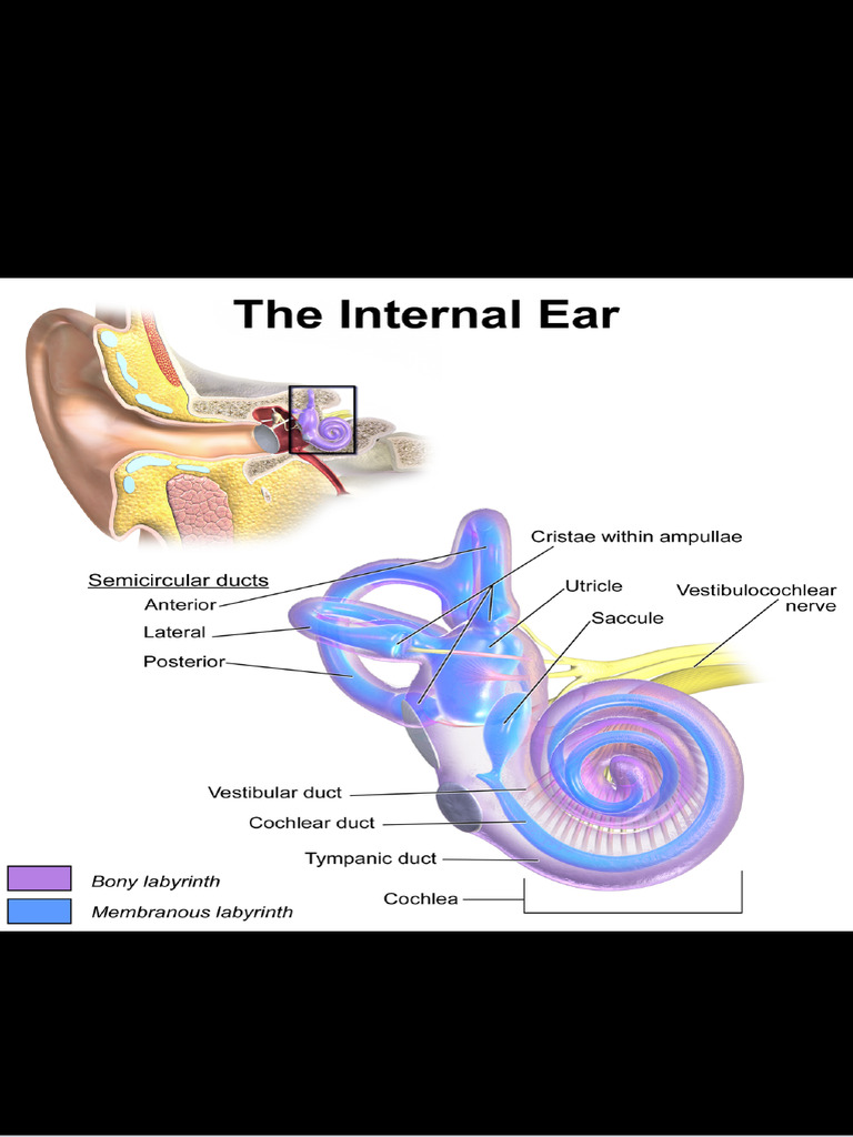 Inner Ear - Wikipedia | PDF