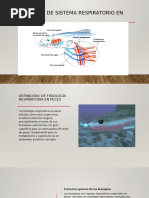 Anatomía y Función de las Branquias en Peces | PDF | Branquia | Pescado