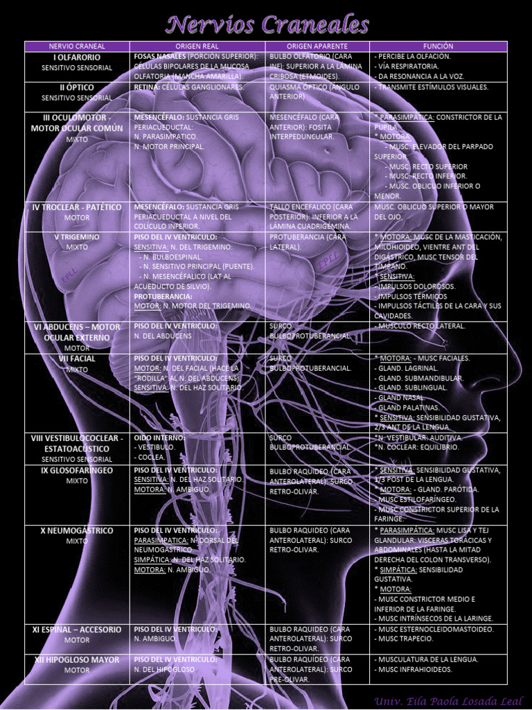 Nervios en el Surco Bulboprotuberancial | PDF | Anatomía humana ...
