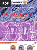 Tipos de Cemento Radicular: Acelular y Celular | PDF | Ramas de ...