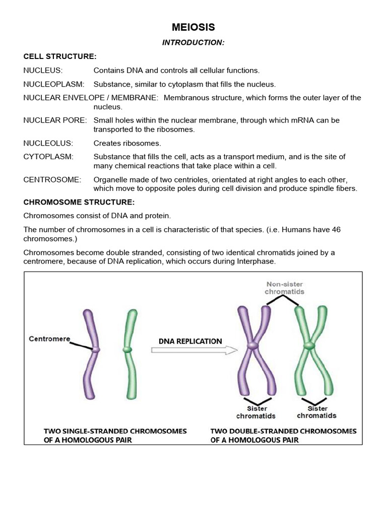 Meiosis Summary | PDF | Meiosis | Chromosome