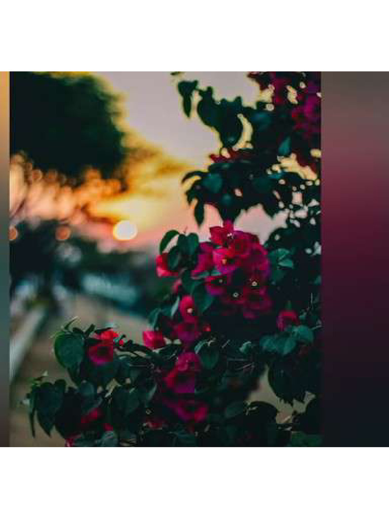 Violets Are Blue | PDF