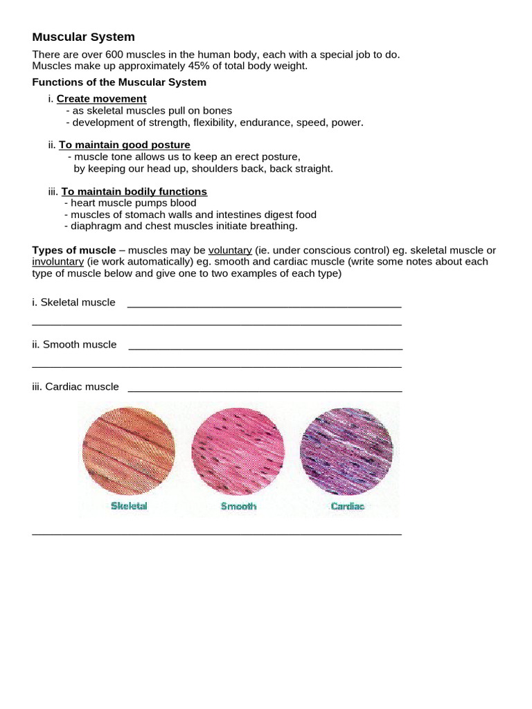 The Muscular System - Worksheet 1-1-1-3 | PDF | Skeletal Muscle | Muscle