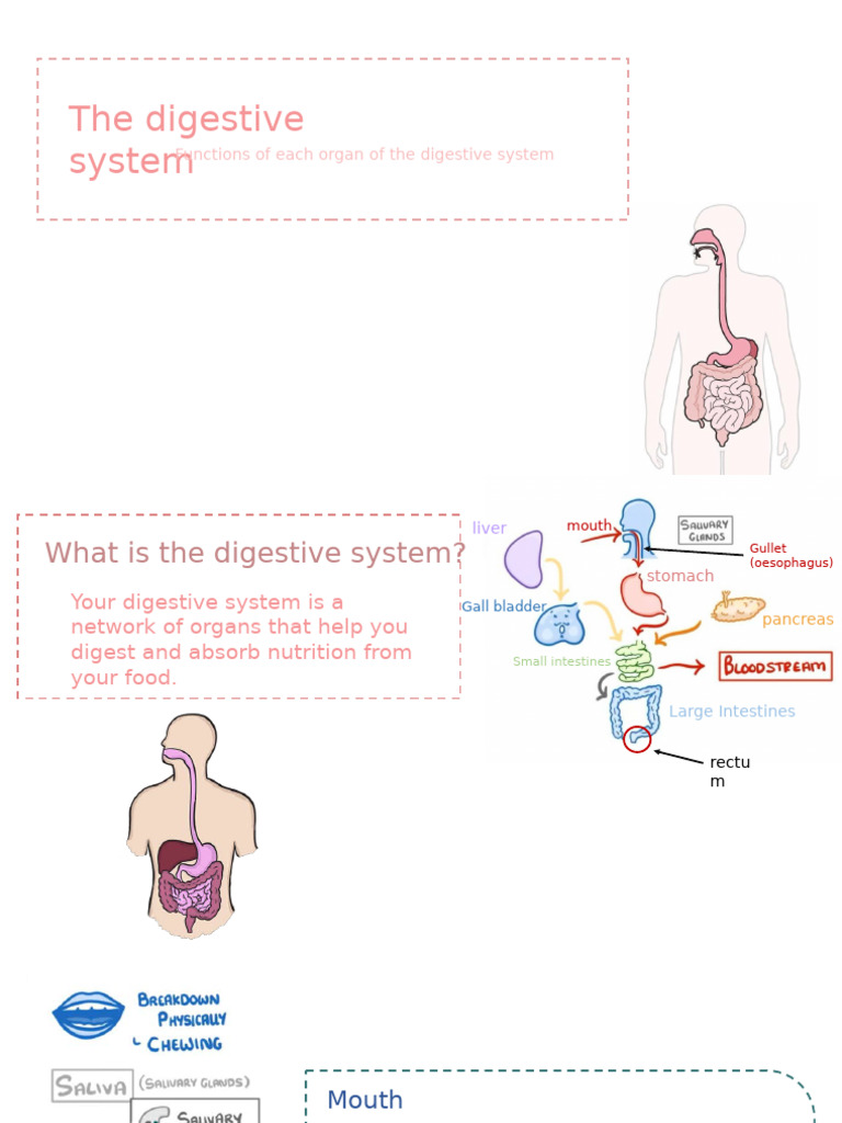 Digestive System: Organ Functions Explained | PDF | Digestion | Human ...