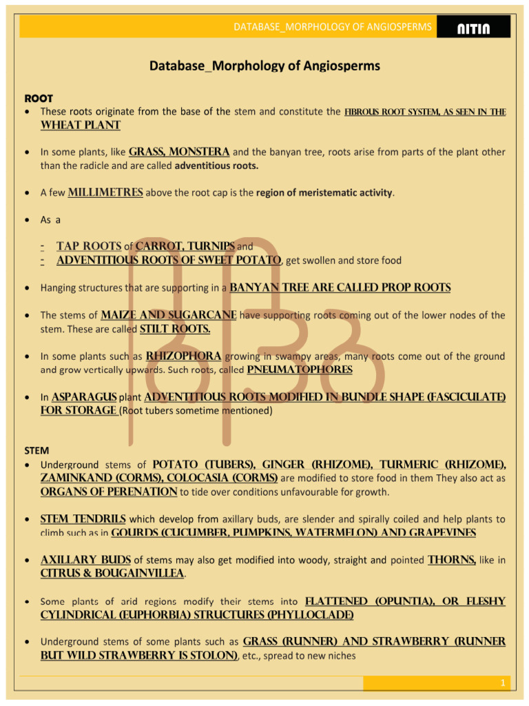 SSN Morphology | PDF