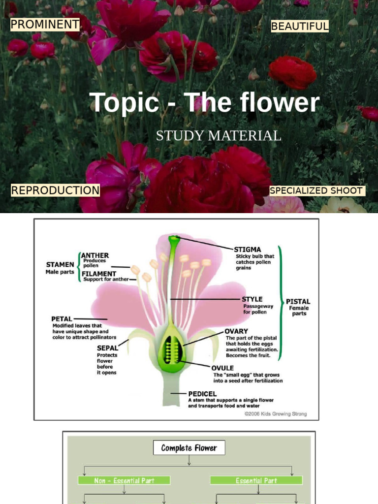 Reproductive Structures of Flowers | PDF | Fruit | Flowers
