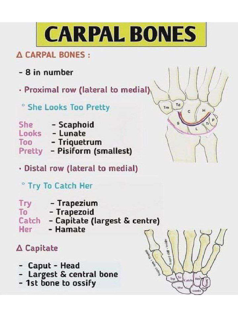 Carpal Bone | PDF