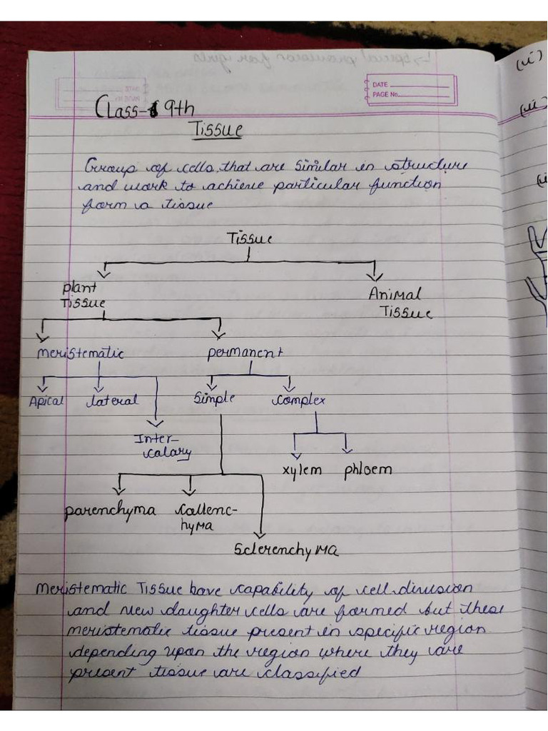 Tissue Class 9th | PDF