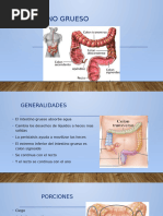 Irrigación e Inervación del Colon | PDF | Intestino grueso | Recto