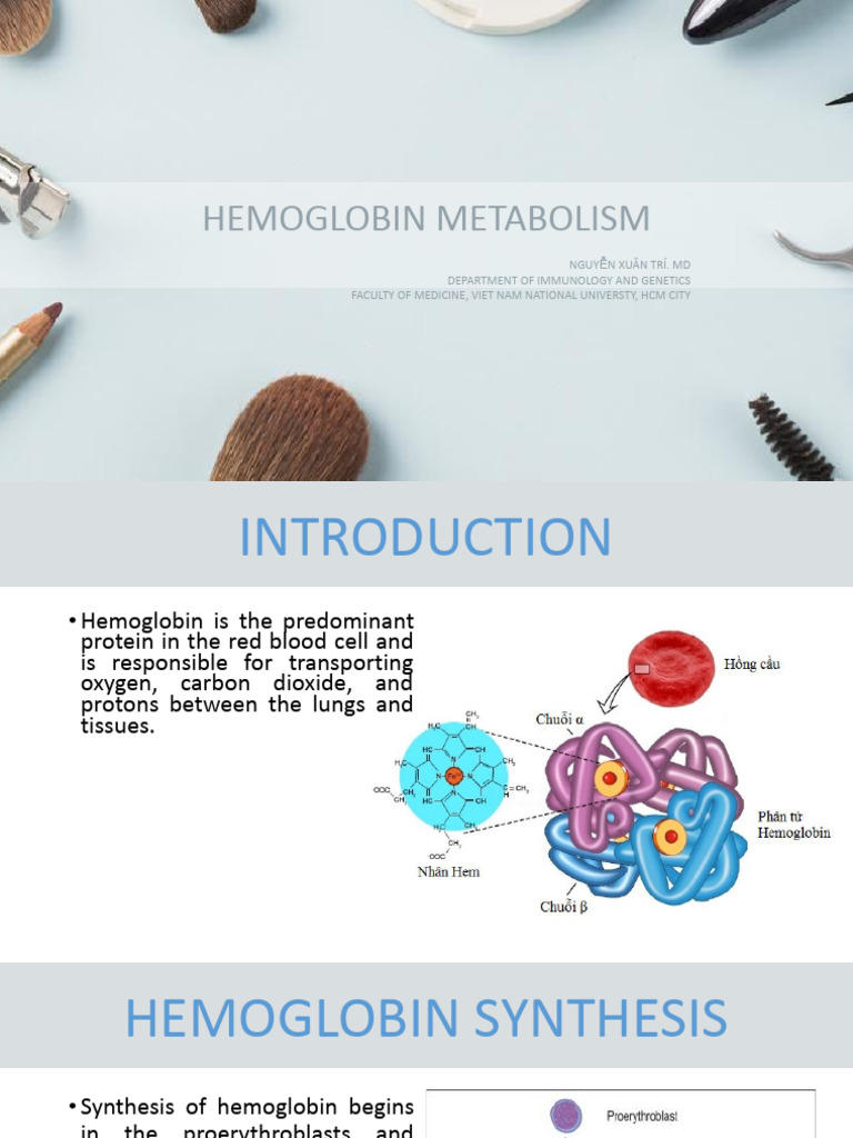 Hemoglobin Metabolism Overview | PDF | Hemoglobin | Red Blood Cell