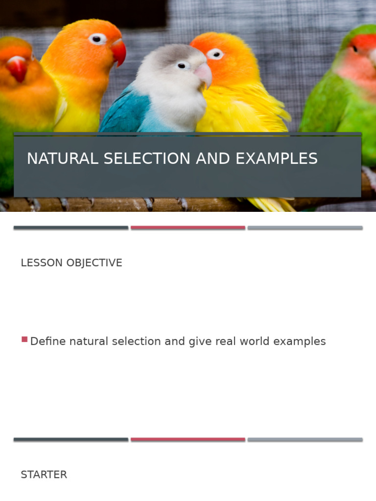 Understanding Natural Selection Examples | PDF | Natural Selection ...